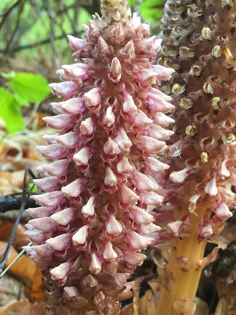 The Deskbound Birder: Bulgaria Trip - 24th April (Day 3)