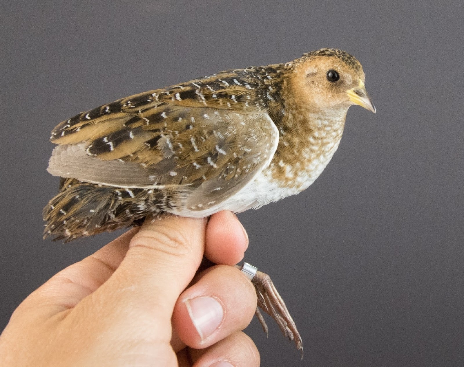 Amur Bird Project: New article on Swinhoe´s Rail in Bird Conservation ...