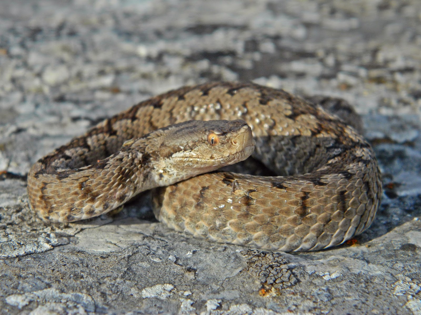 (Paleo-)Herpetología: Vipera latastei - Víbora hocicuda