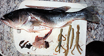 West Neck Creek Ramblings: Skinny Fish, Big Reason