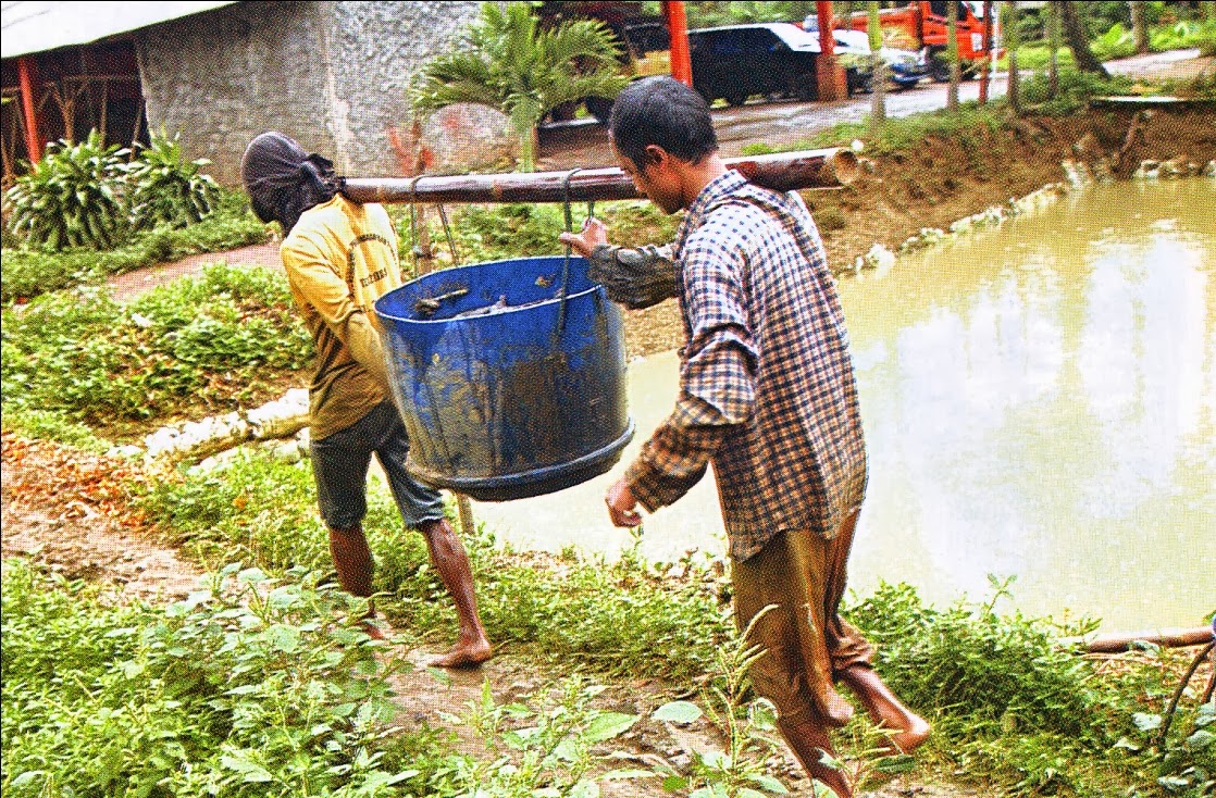 Panen - SOP/Panduan Pembesaran Lele Sangkuriang Organik - Komunitas ...