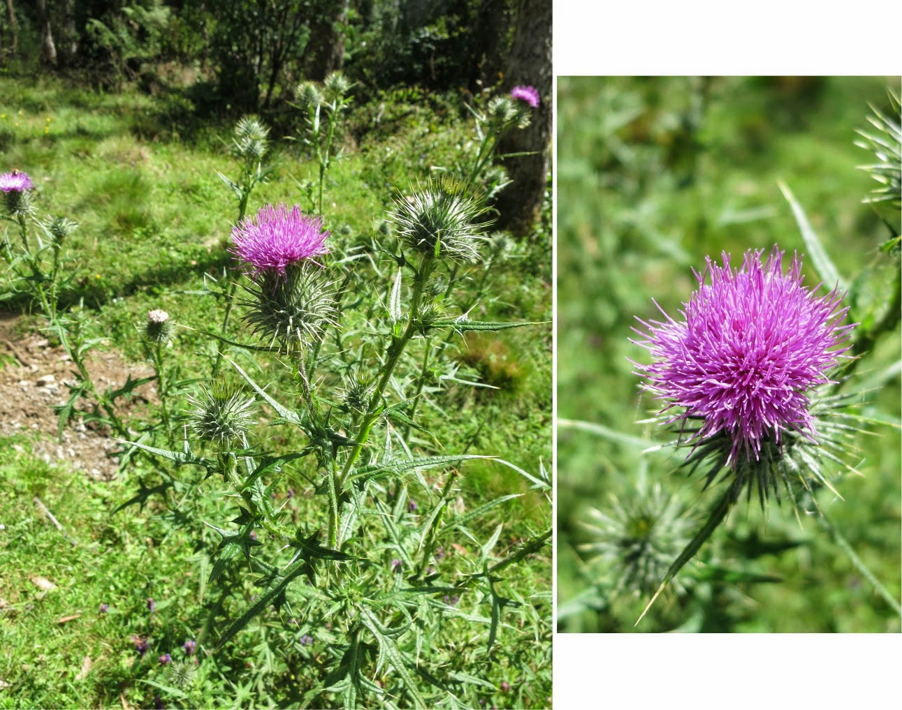 Mountains: Brumlow Top & Mt Polblue, NSW, Australia