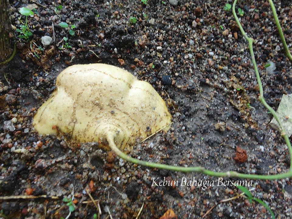 Kebun Bahagia Bersama: Biji Benih Paling Segar Bulan ini ~ Sengkuang