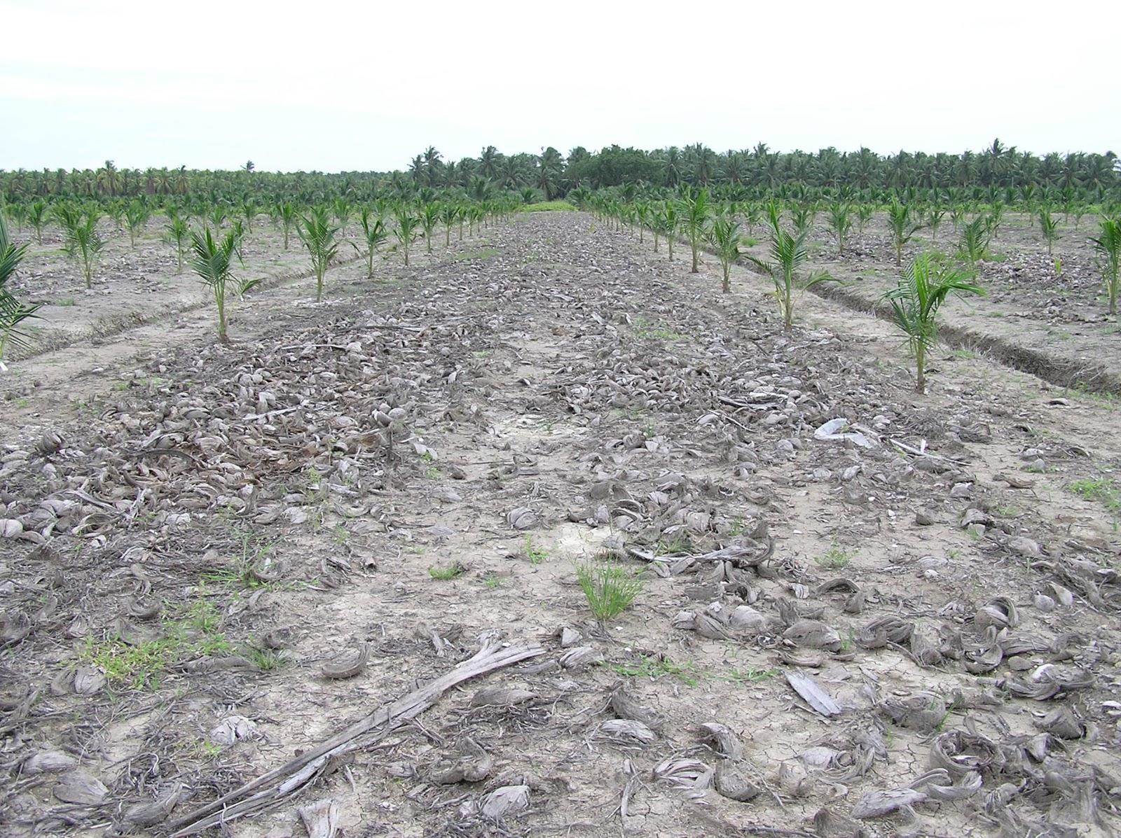 The Basics of Starting a New Coconut Plantation