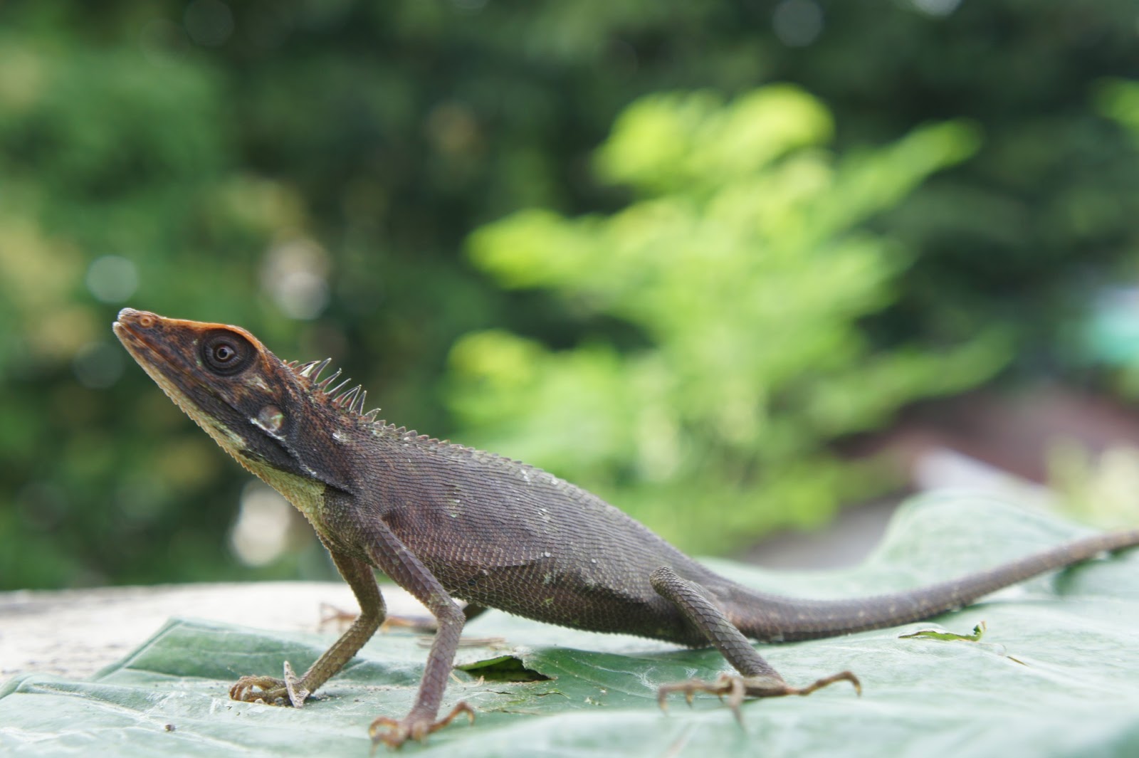 Awesome Bulusan!: Unusual mini iguana in Bulusan