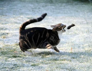 Gatitos monos y tiernos: CAZA DE RATONES