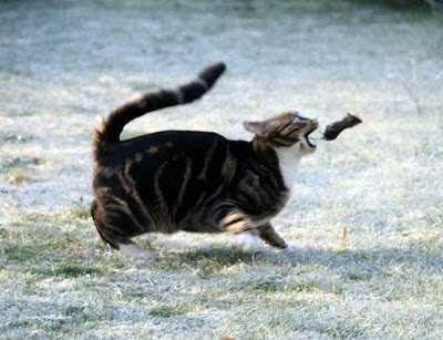 Gatitos monos y tiernos: CAZA DE RATONES