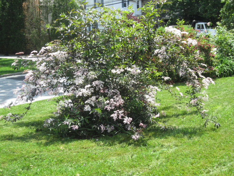 Penn State Extension Philadelphia Master Gardeners : Photo's of our ...