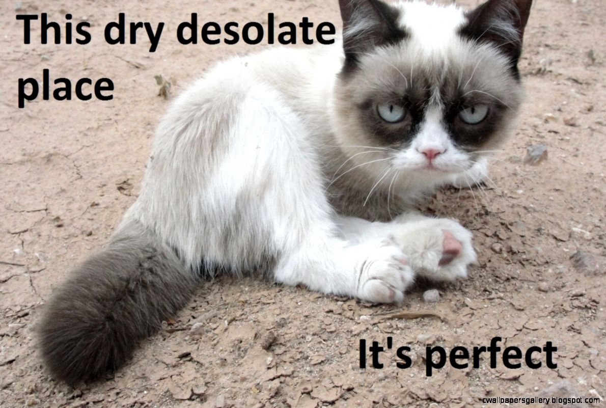Grumpy Cat Meme | Wallpapers Gallery