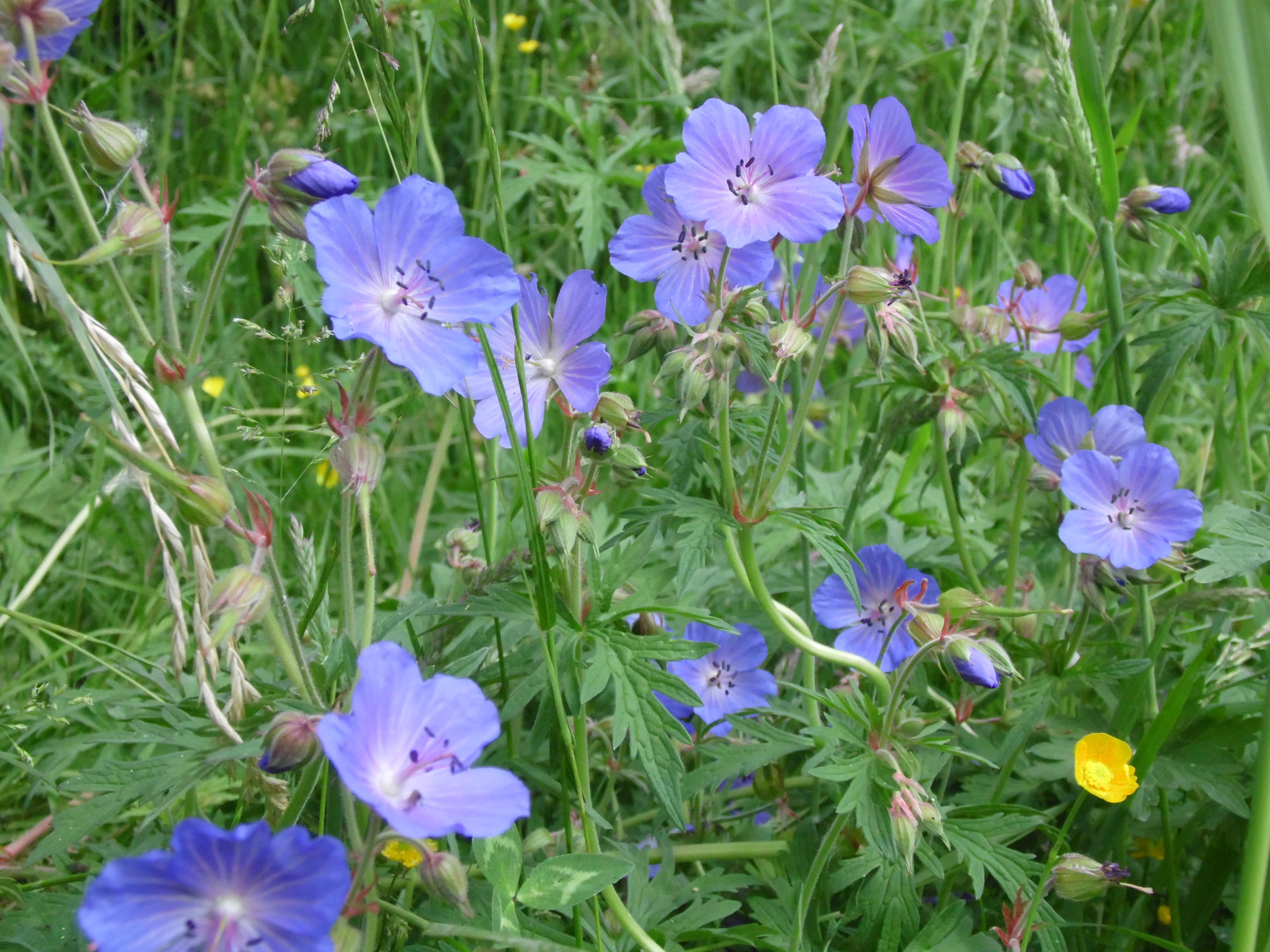 Meadow Cranesbill - Geranium pratense | Geranium pratense, Cranesbill ...