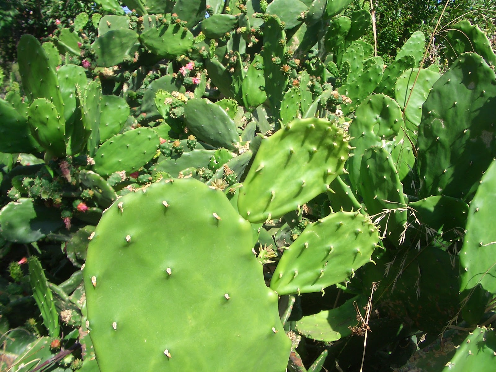 La huerta de Mirca.: Nopal: Una planta generosa
