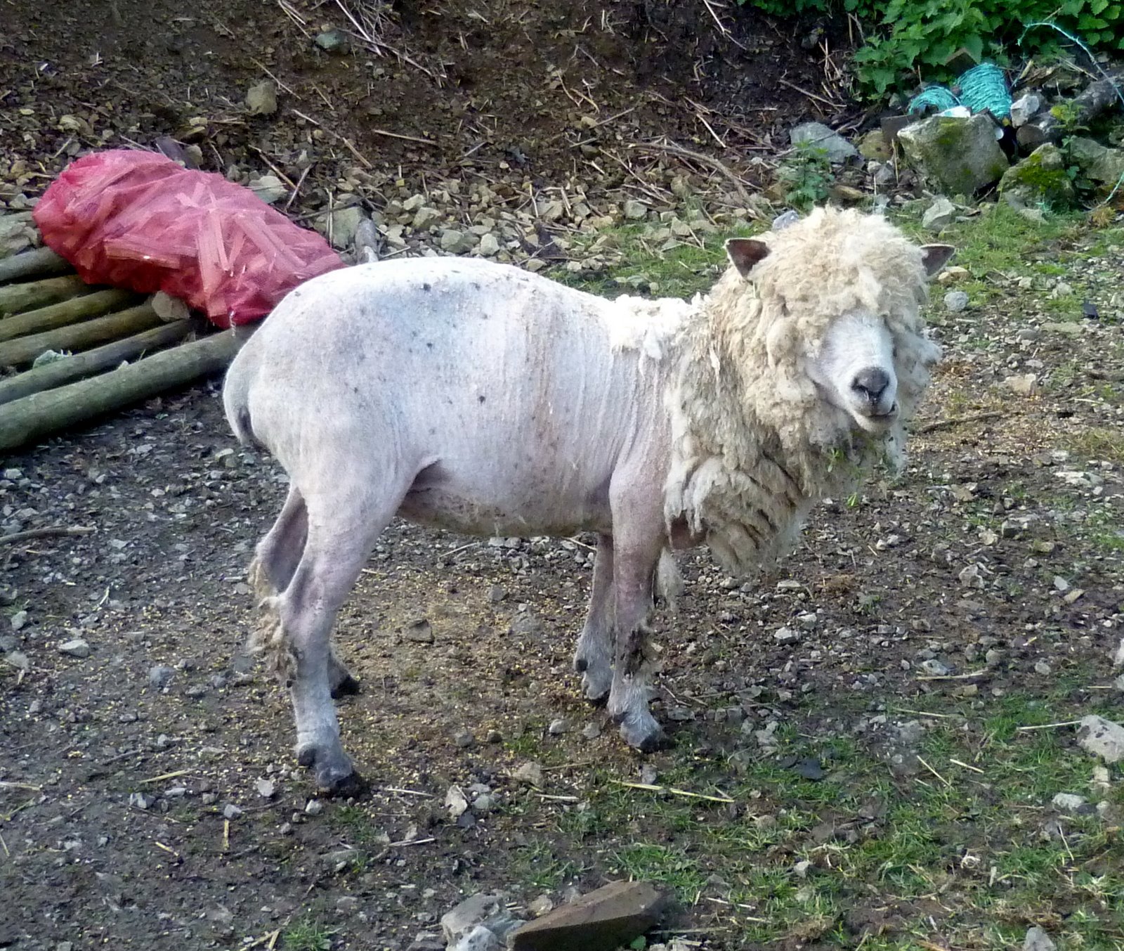 Tales From The Rock: Sheep-pig Pig-sheep