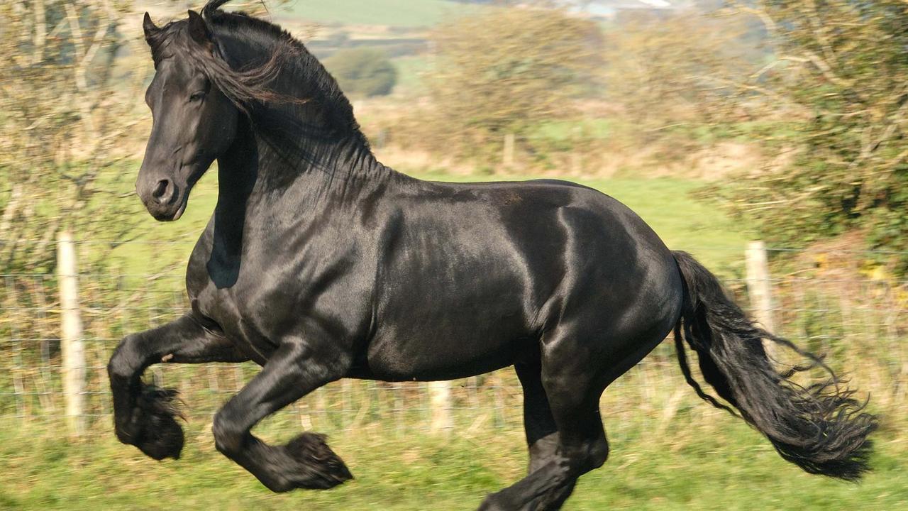 Yaratıcı Eller Resim Çizim Boyama Sanatı: Atlar