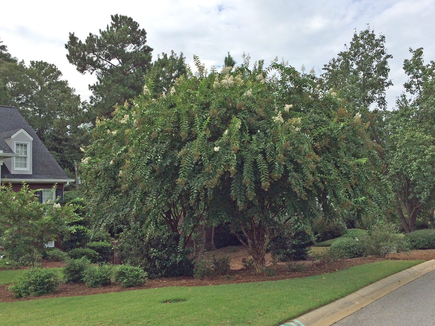 SHOOTS & MATTERS: The Majestic Crepe Myrtle Twins