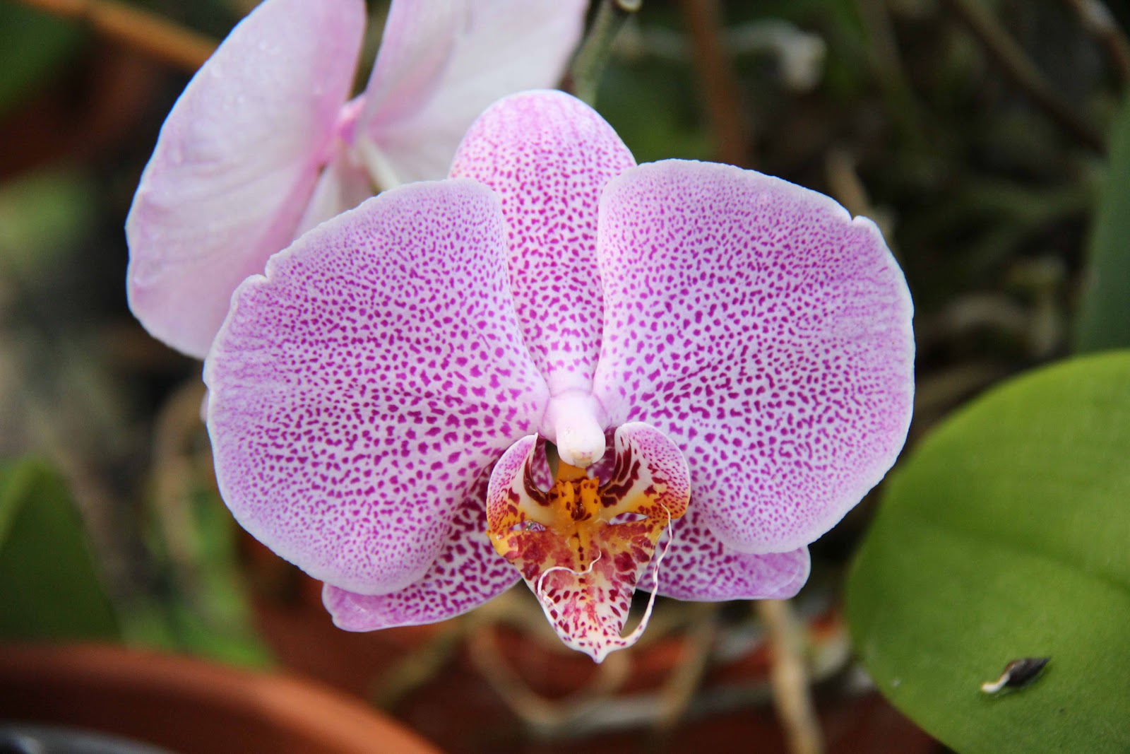 The Diary of The Botanic Gardens at Kona Kai: Octopus Orchid And The ...