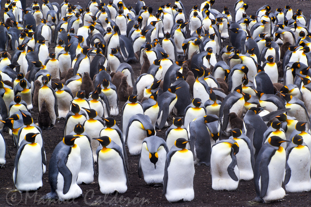bionaturfoto: Malvinas, Tierra de Pingüinos