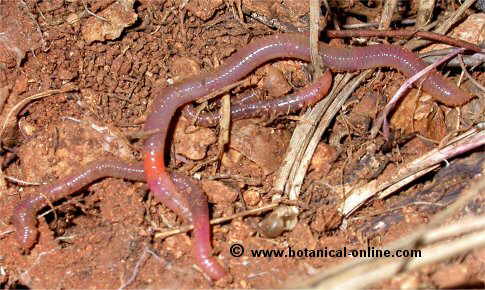 los chicos de segundo: Lombrices para mejorar la tierra