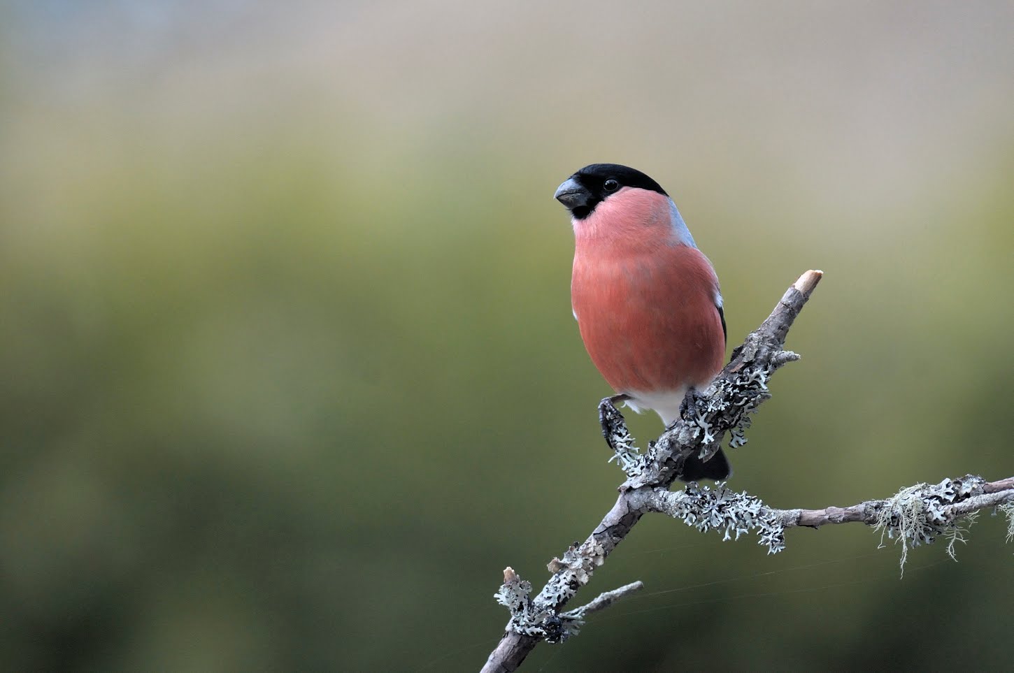 Øyvind Bjerkeseth Naturfoto: Dompap