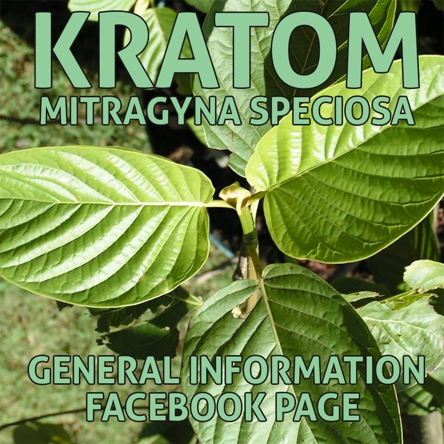 Kratom - Medicinal Kratom: Benefits of Kratom