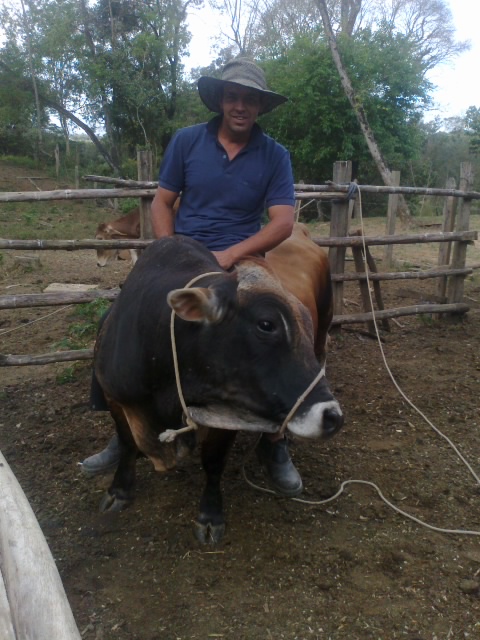 SÍTIO MORADA DAS AVES: Mini Touro "Cazuza" Manso de Sela