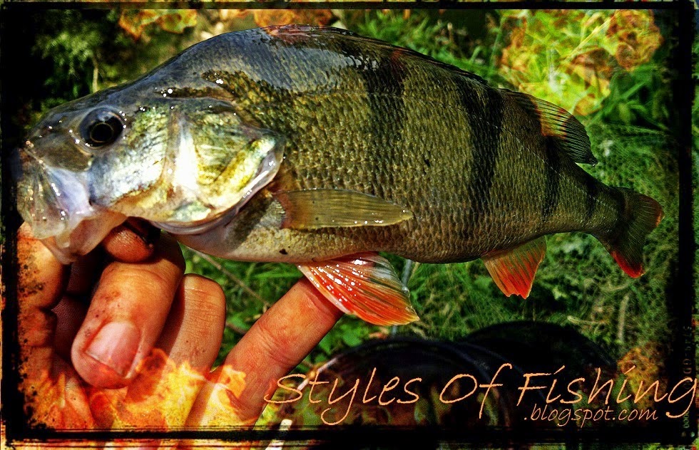 www.styles-of-fishing.blogspot.com: 2012