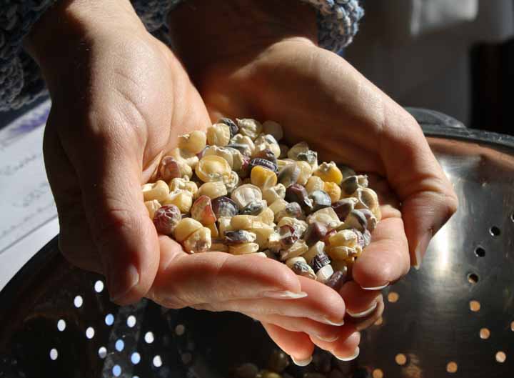 Antiquity Oaks: Rainbow Inca corn