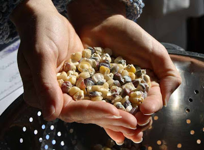 Antiquity Oaks: Rainbow Inca corn