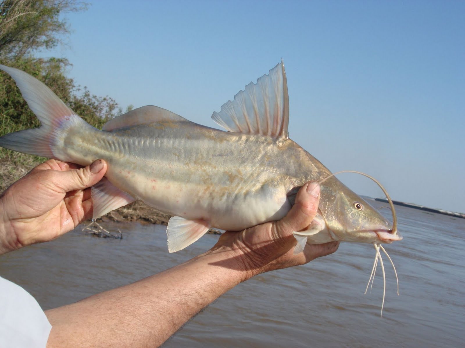 Ilusión de Pescar: Pique y estado del Río Parana