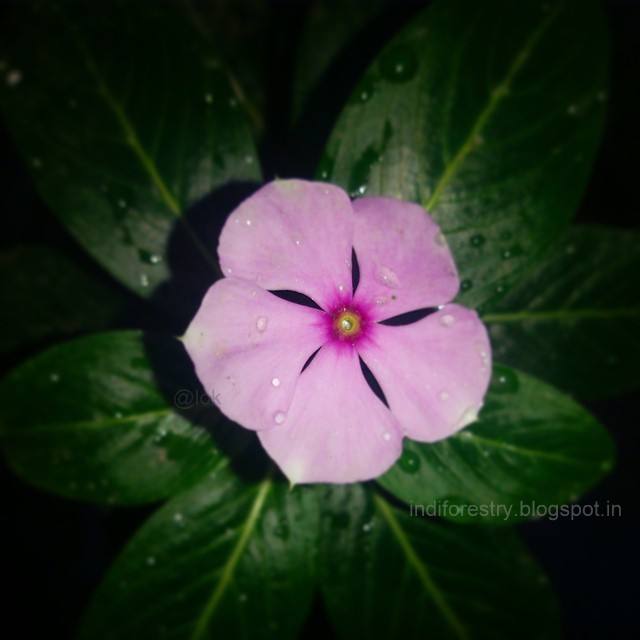 INDIAN FORESTRY: Catharanthus roseus (Sadabahar) :Flower,Morphology and ...