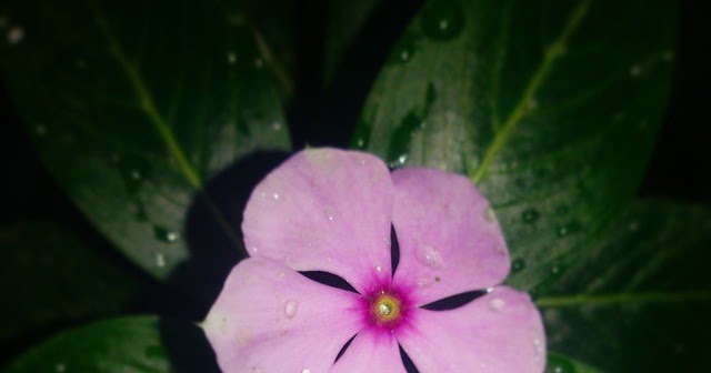 INDIAN FORESTRY: Catharanthus roseus (Sadabahar) :Flower,Morphology and ...