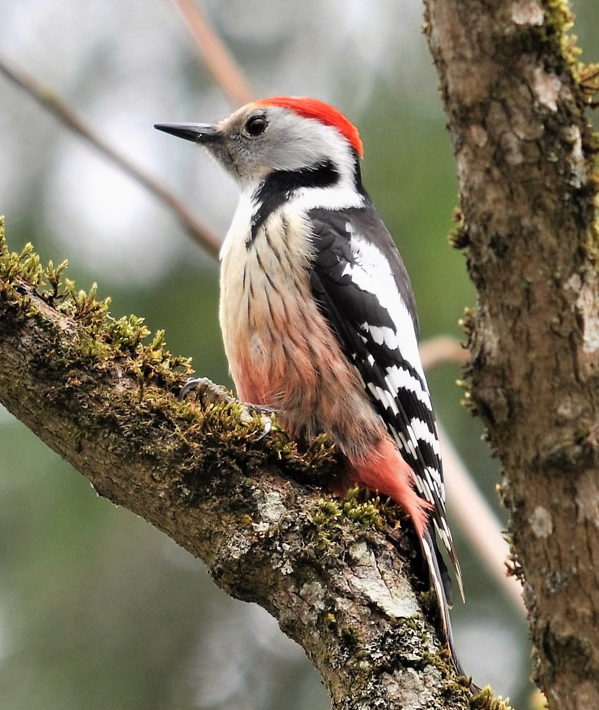 Woodpeckers Of Europe: Middle Spotted Woodpecker