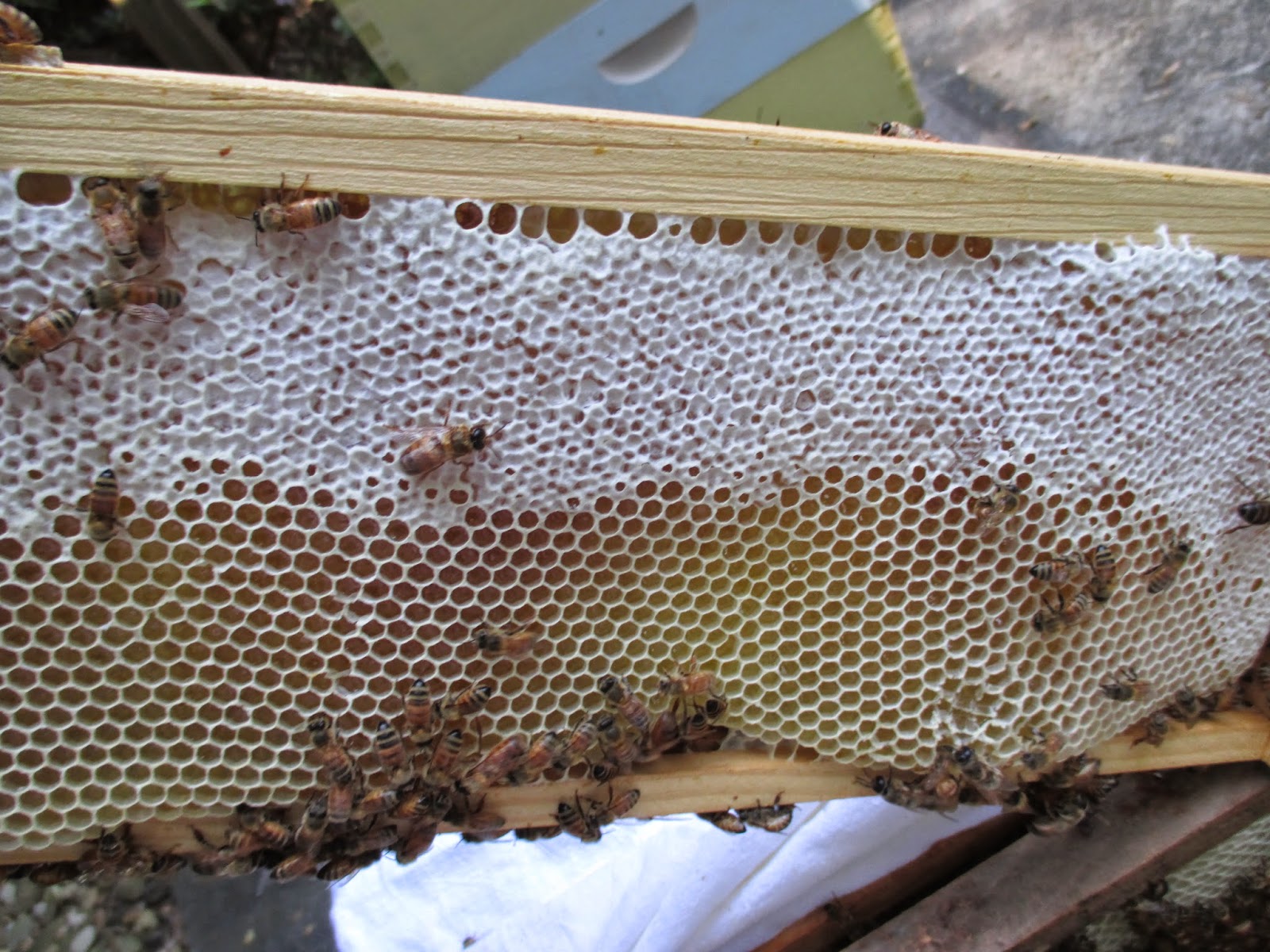 Linda's Bees: Checkerboarding for honey production