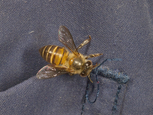 Madu Lebah Alami: Jenis - Jenis Lebah