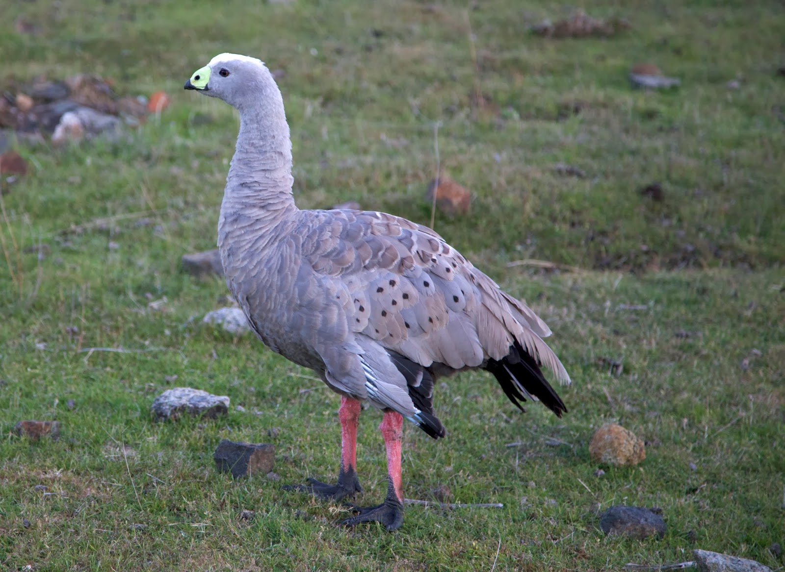Nature Scribe: The Bishop and the Ballerina