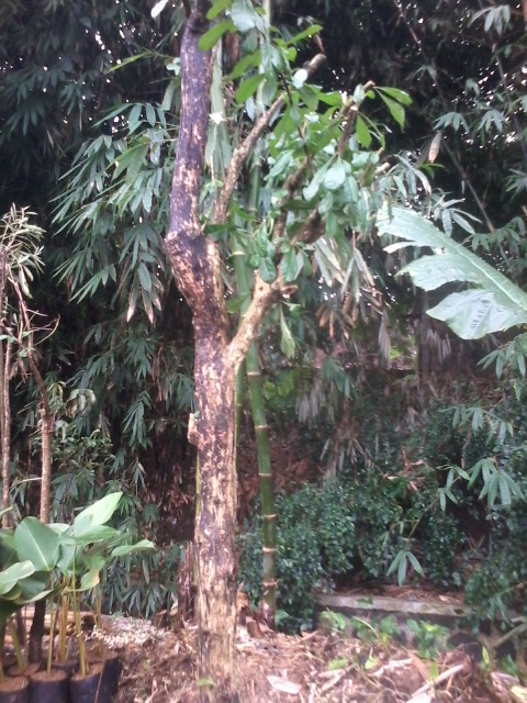 Pohon majapahit / pohon mojo ~ Arya Flower Landscape