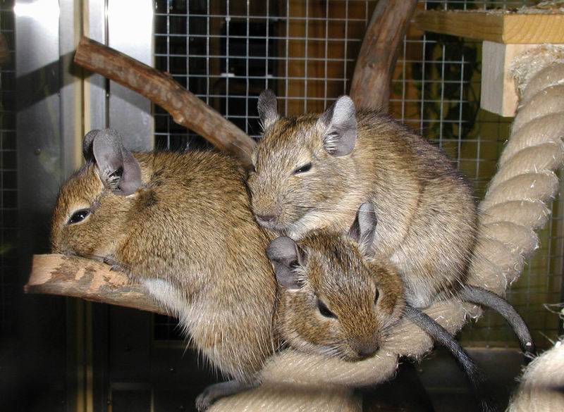 Degu del Cile e Altri Roditori: Chi è il Degu?