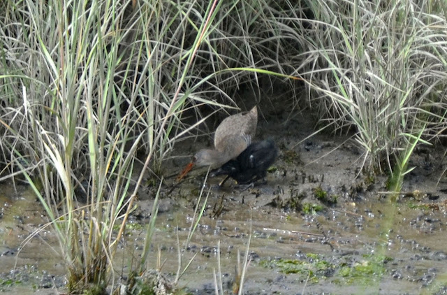 Woods Walks and Wildlife: A Very Rail-y Beach Day