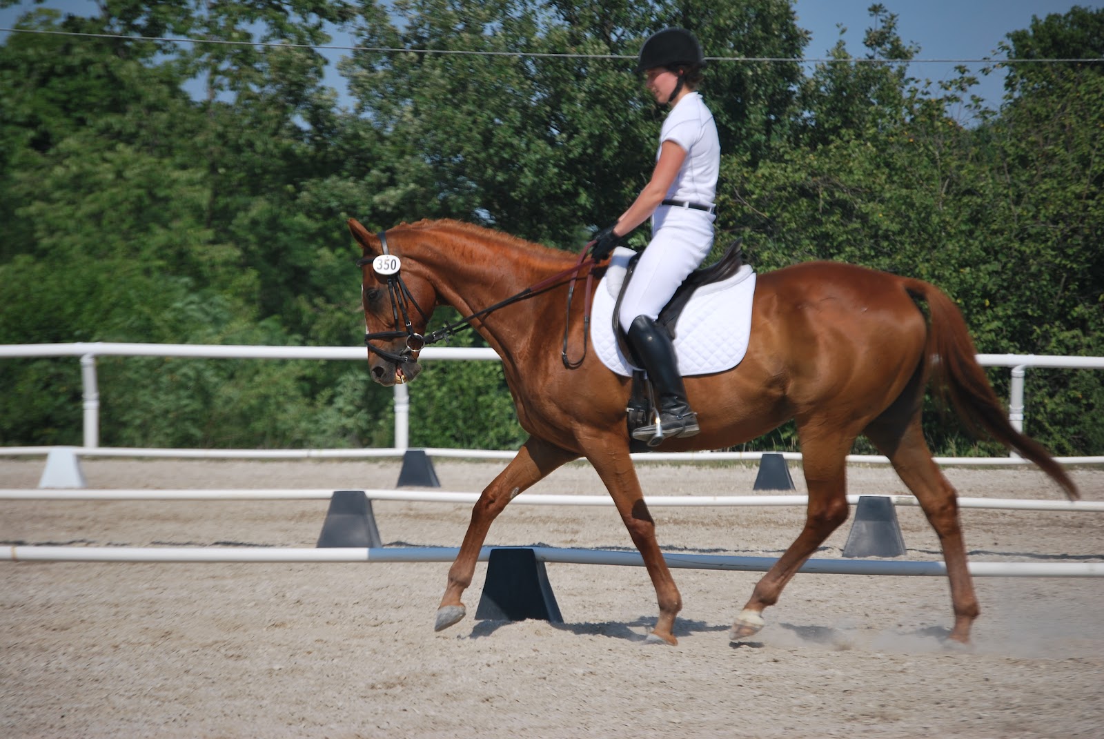 Understanding and Adjusting the Dressage Frame