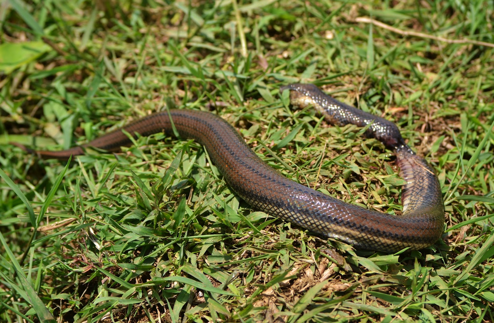 Deadly Water Snakes