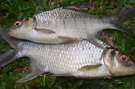 JENIS IKAN DI MALYSIA: IKAN TENGALAN 9