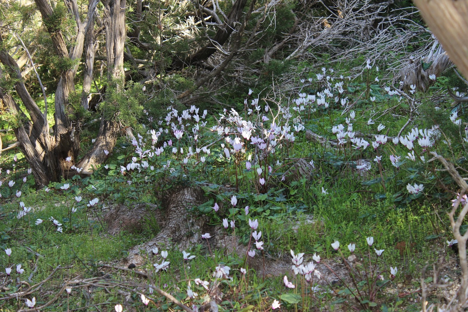 Biodiversity of Cyprus by NGO Protection of the Natural Heritage and ...