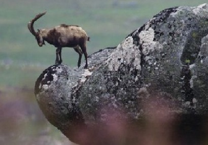 ResumoAnimalVegetal: CABRAS MONTANHESAS