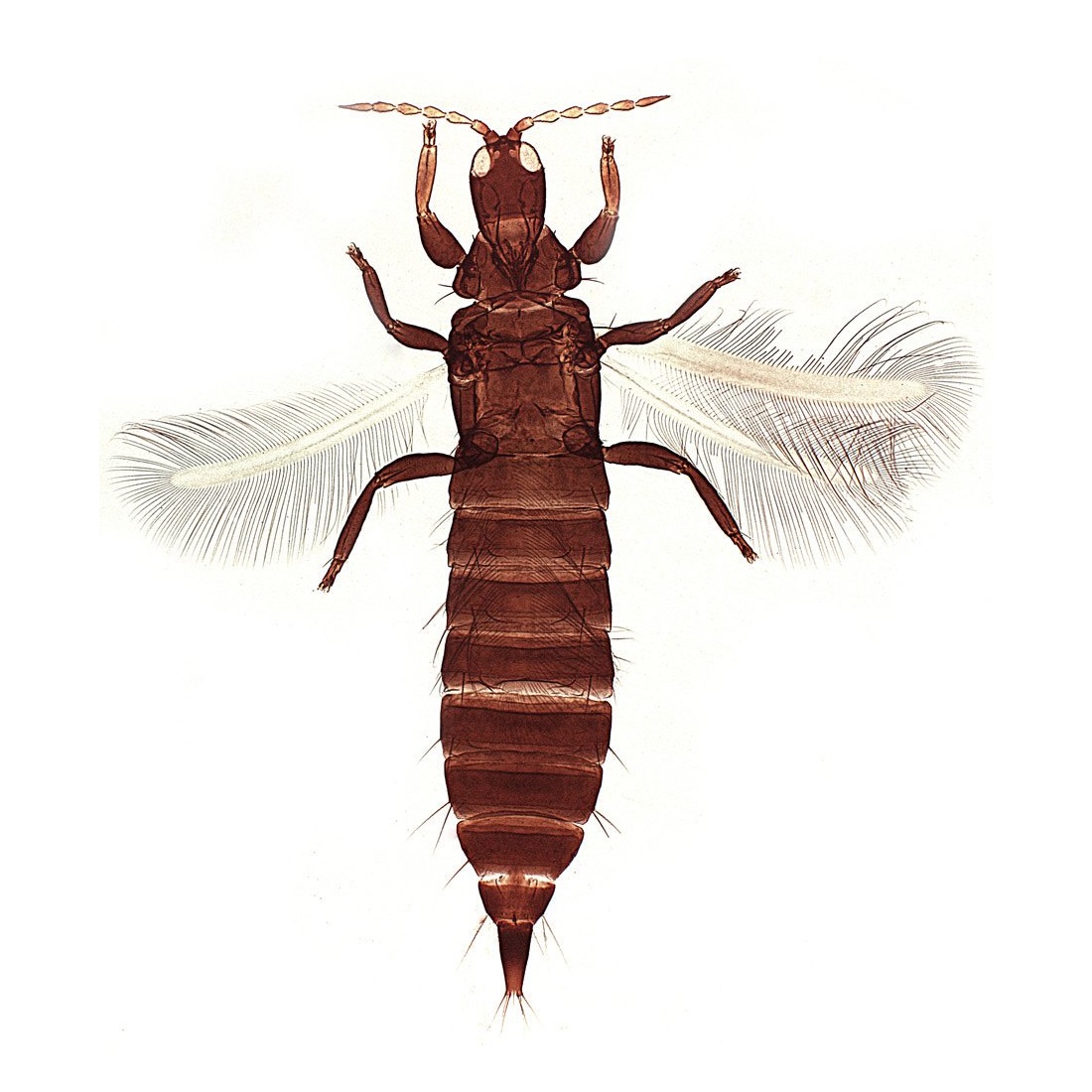 Species New to Science: [Entomology • 2018] Holopothrips Diversity — A ...