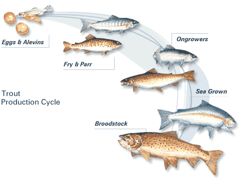 A Trout A Day: Trout Cycle