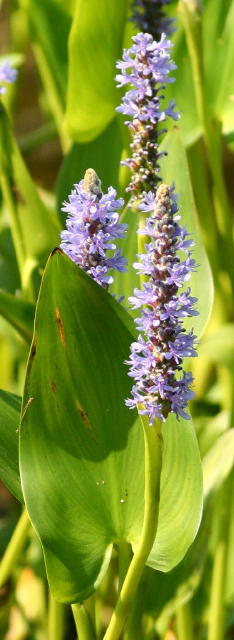 Adirondack Naturalist: Pickerelweed