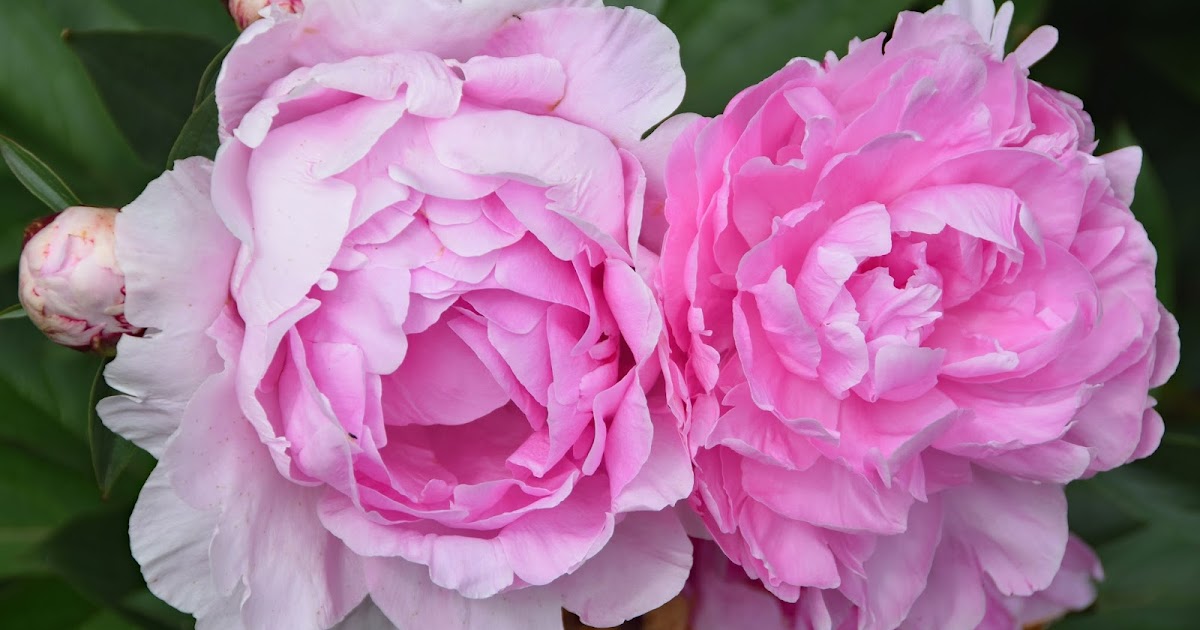 Southern Peony: 2017 Peony Bloom Clusters - Late Season