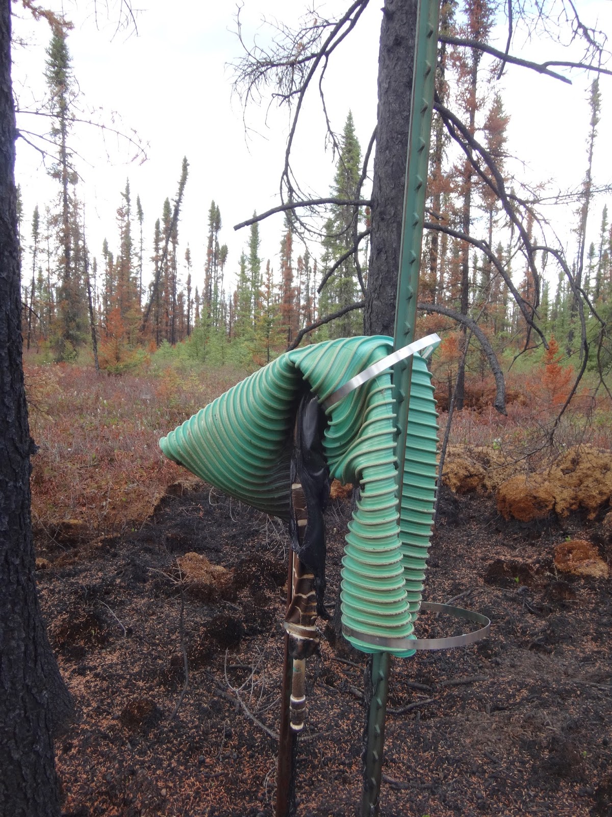 The 55th Parallel: Aftermath of the Fort McMurray Fire: WBEA Monitoring ...