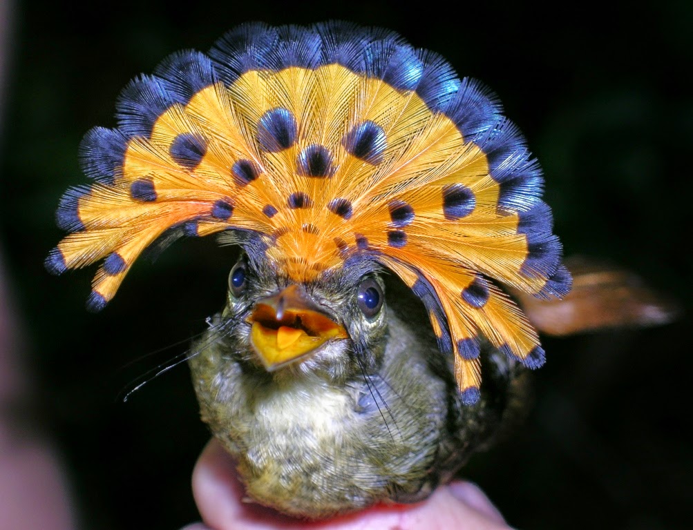 AMAZONIAN ROYAL FLYCATCHER photos - wallpapers (ανανεωμένο) | the fun bank