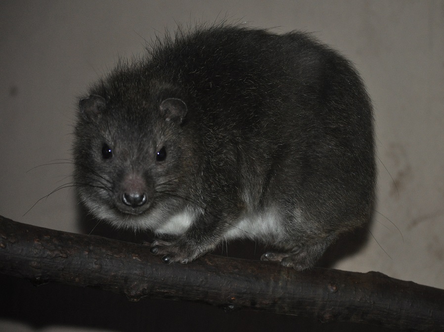 ZOOTOGRAFIANDO (6.100 ANIMALS): DAMÁN ARBORÍCOLA / SOUTHERN TREE HYRAX ...