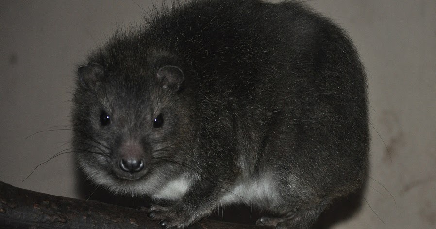 ZOOTOGRAFIANDO (6.100 ANIMALS): DAMÁN ARBORÍCOLA / SOUTHERN TREE HYRAX ...